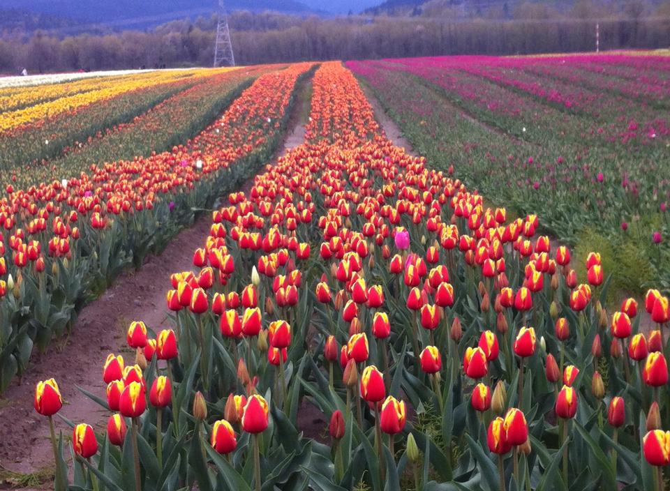 2025 Harrison Tulip Festival Opens April 15 – FVN