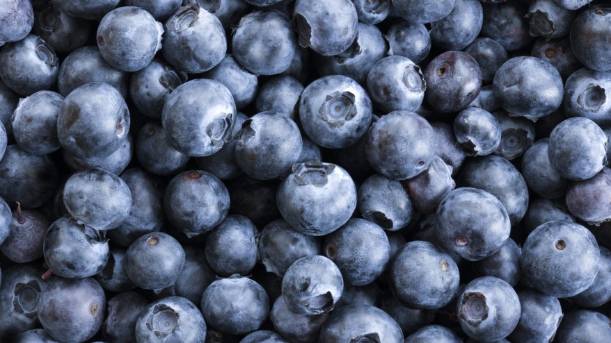 Major Expansion Of Valley Blueberry Processing Facility – FVN