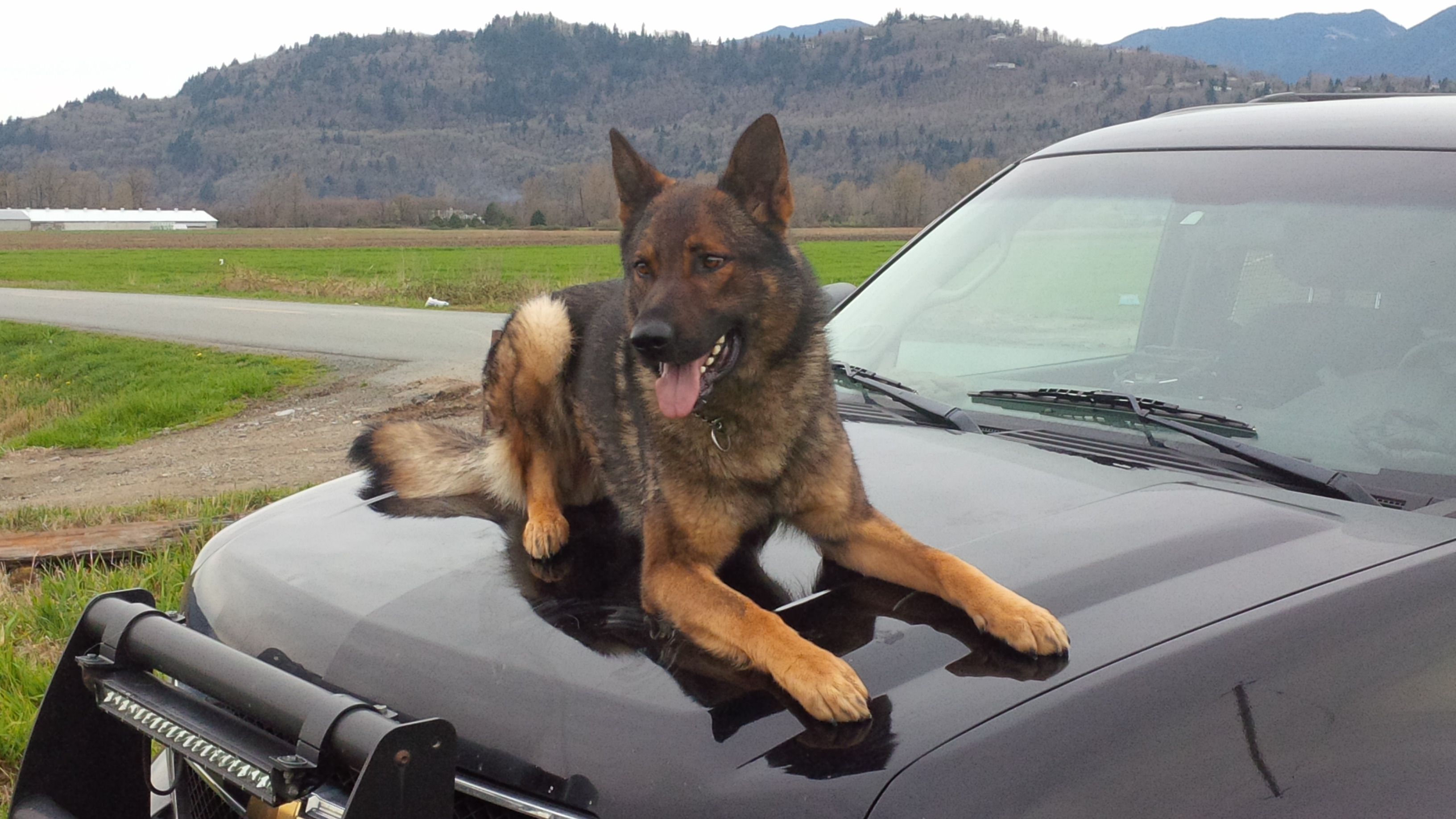 RCMP Dog Saves Life Near Coquihalla River – FVN