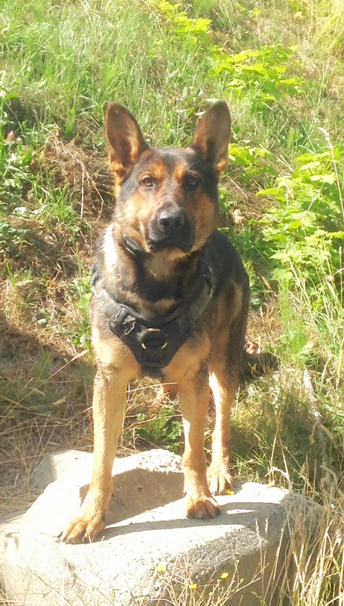 Chilliwack RCMP K-9 Busts A B&E – FVN