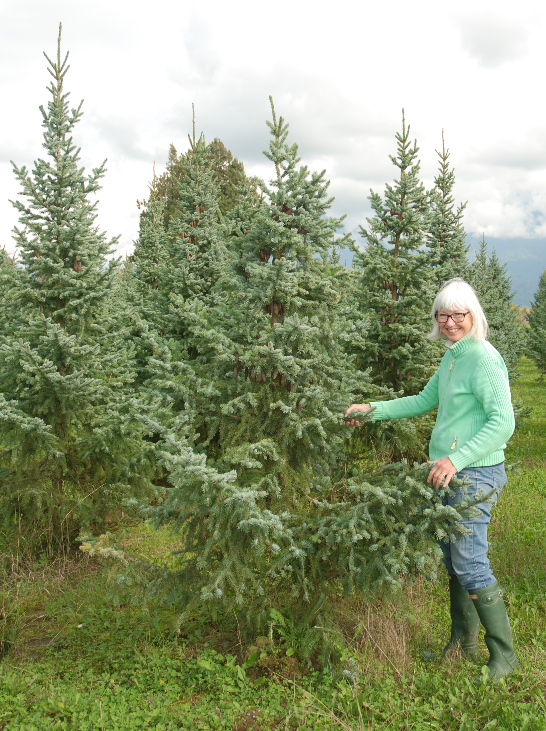 Celebrating Rotary Chilliwack’s 85th Anniversary By Planting 85 Trees – FVN