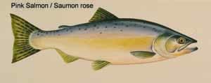 Pink Salmon Fishing Openings September 1 – 21 Including Tidal Fraser ...