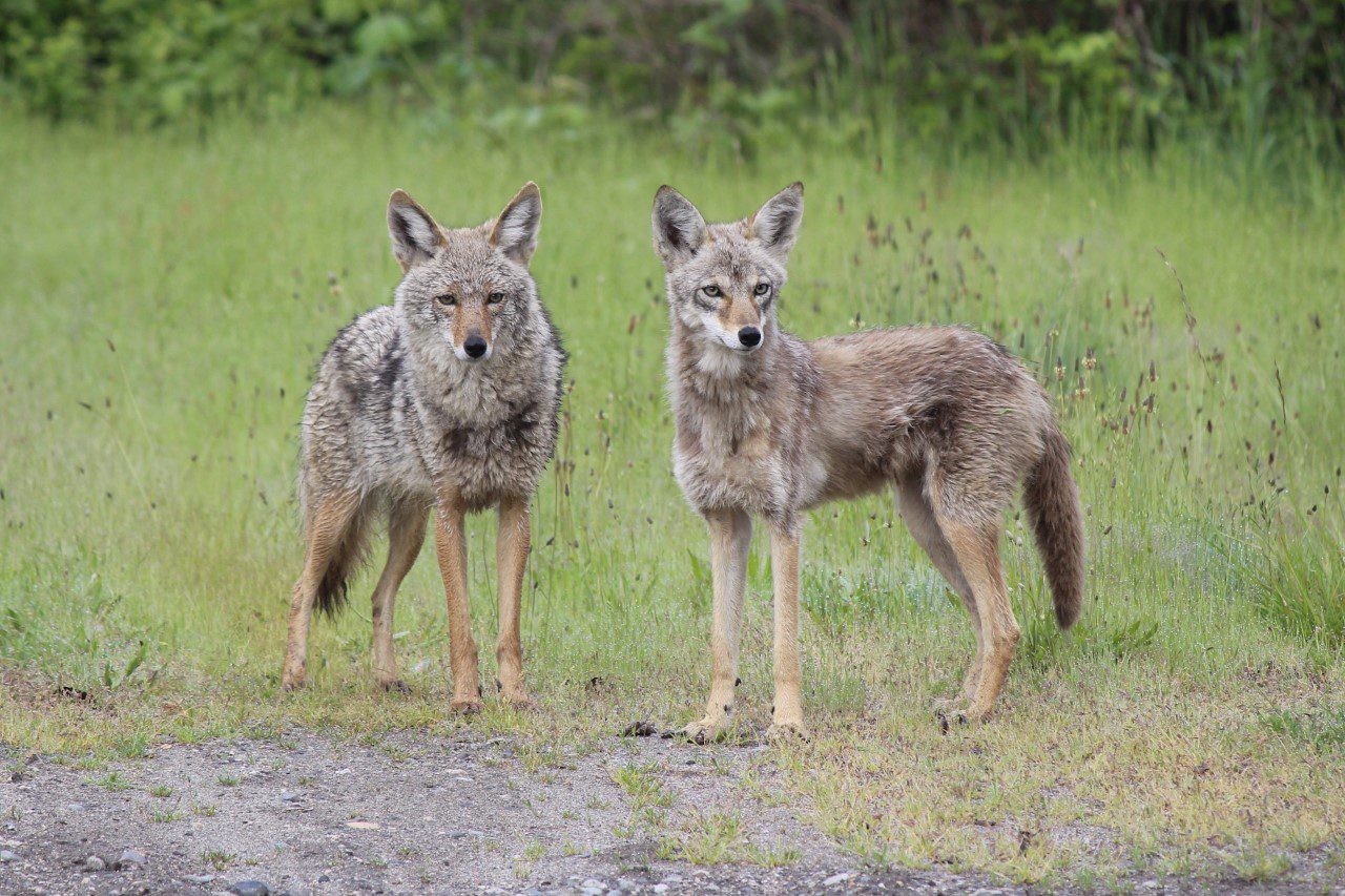 City of Mission Statement on Aggressive Coyotes in Fraser Corridor Area ...