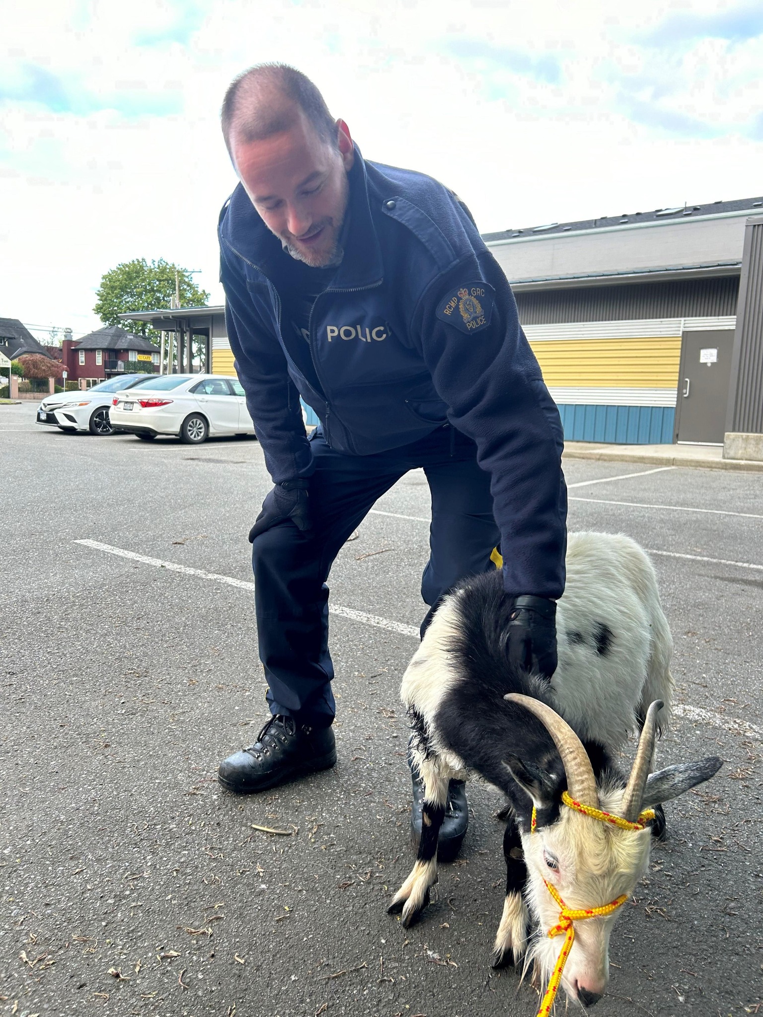 Agassiz RCMP Come to the Rescue .. of a Goat – FVN