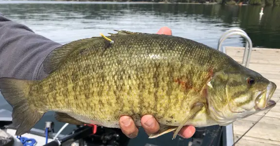 2024 Lions Cultus Lake Fishing Derby – June 15 – FVN